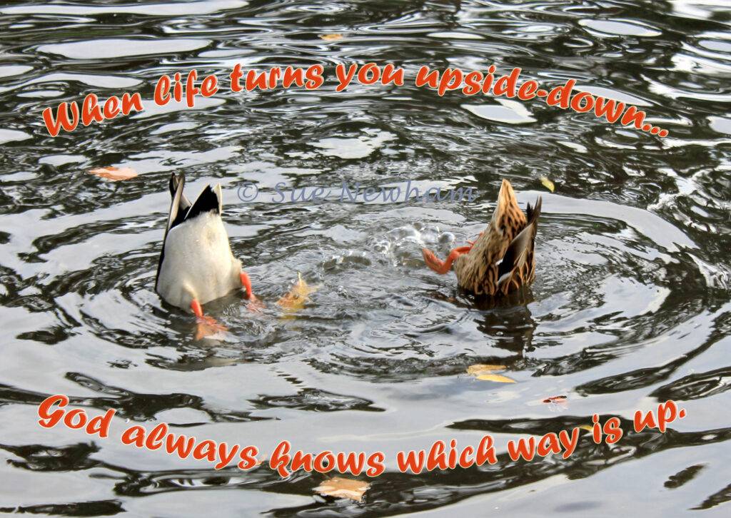 Duck tails by Inspira - Mid Wales Artist - Sue Newham
